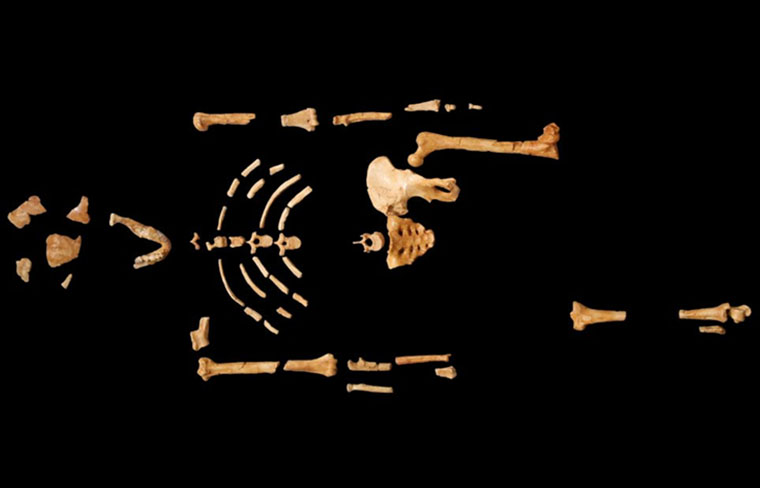 Lucy, el fósil que cambió paradigmas - UNAM Global