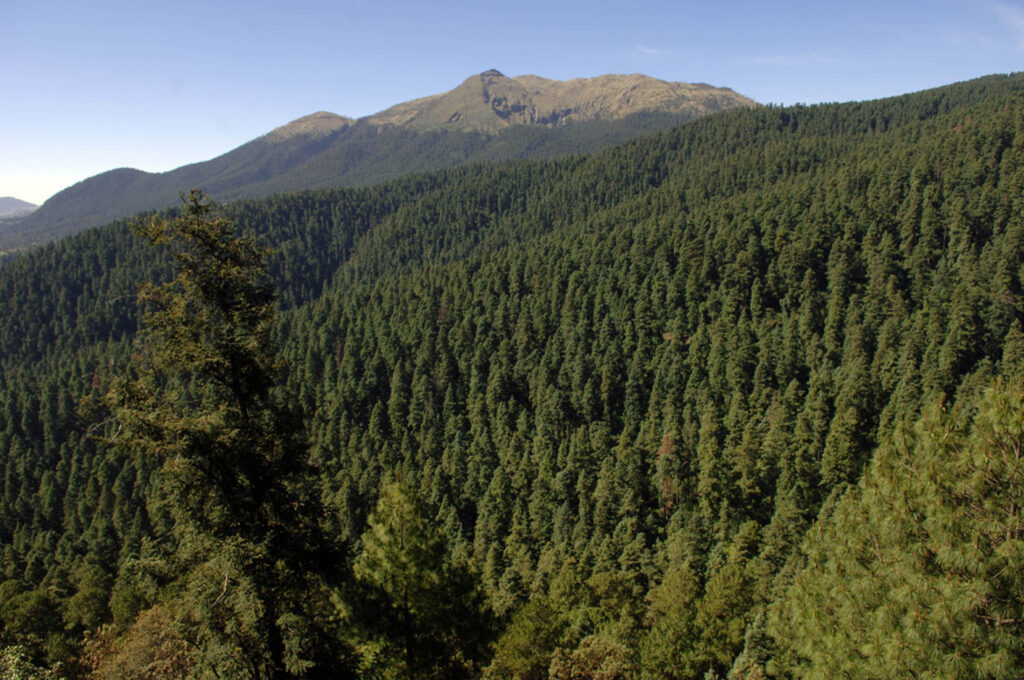 El planeta no podrá sobrevivir sin los bosques: experto de la UNAM ...