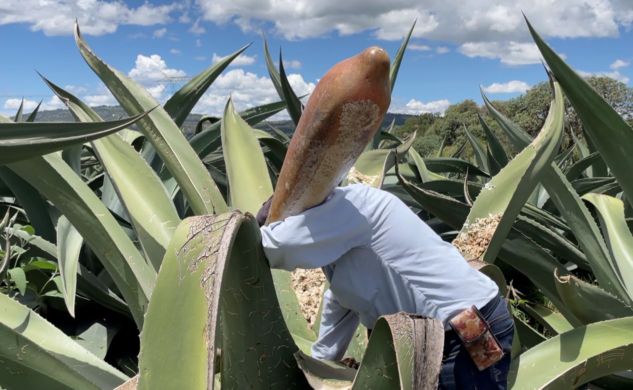 PULQUE: CULTURA Y BIOLOGÍA EN UN VASO - UNAM Global