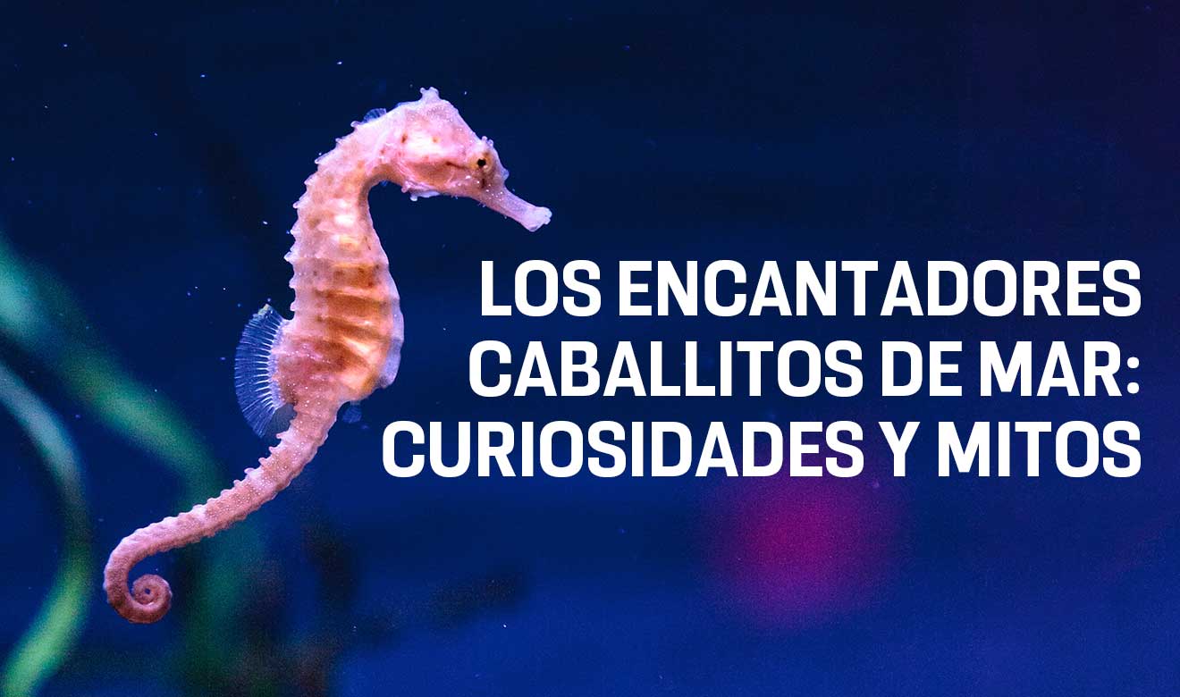 Cinco curiosidades fascinantes sobre los caballitos de mar - UNAM Global