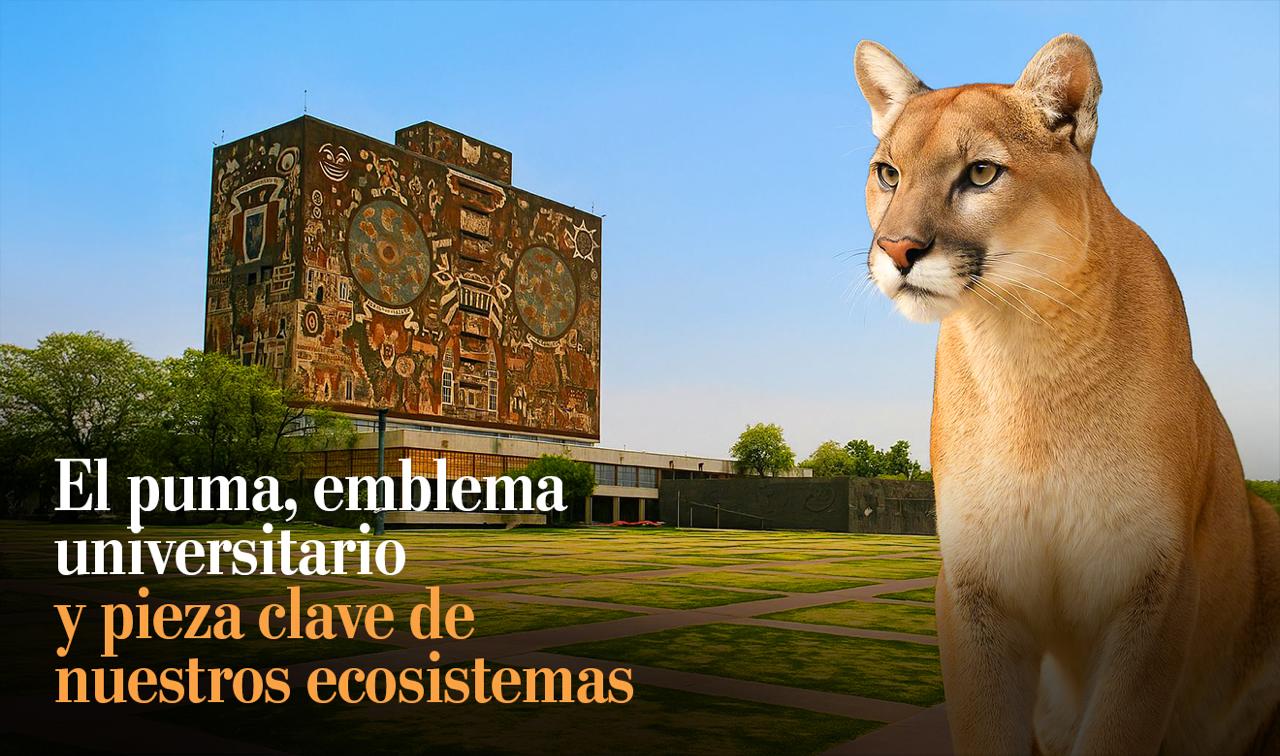 Día Internacional del Puma: el corazón de la UNAM y guardián de la ...